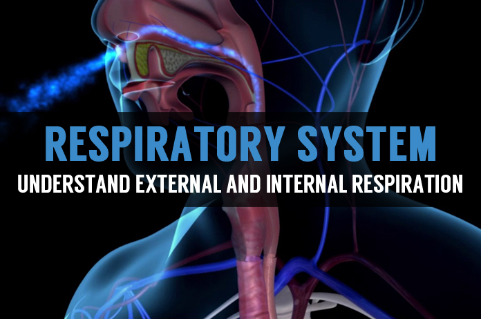 External Respiration